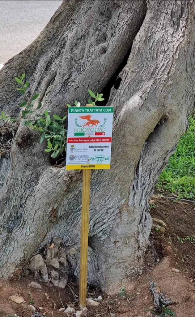 Xylella, false cure. Amati: “Incubo già visto e pure con logo del ...